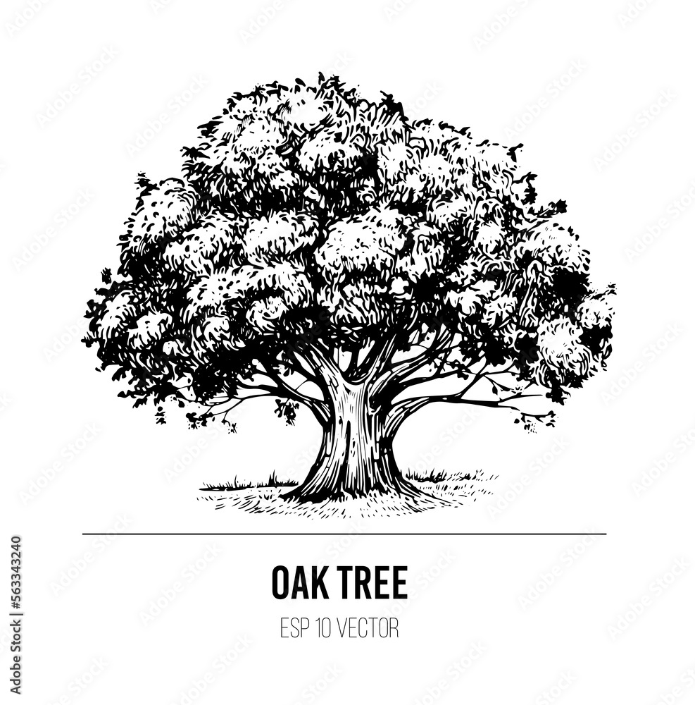 Poster Oak tree sketch. Vector illustration with transparent background – Wall Art | UkPosters