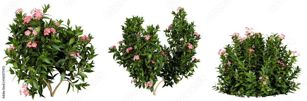outdoor bush and tree plant isolated on transparent or white background ...