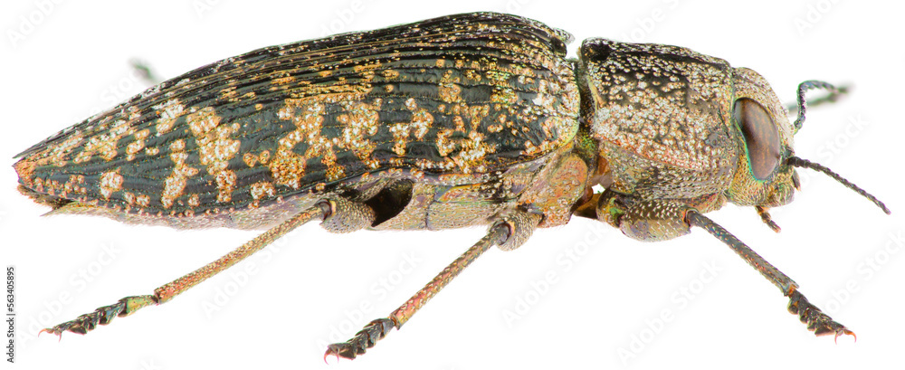 Poecilonota variolosa is a genus of beetles in the family Buprestidae ...