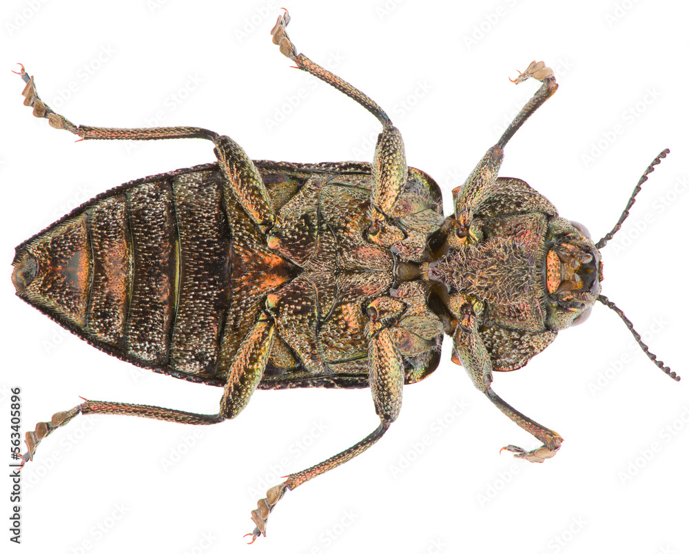Poecilonota variolosa is a genus of beetles in the family Buprestidae ...