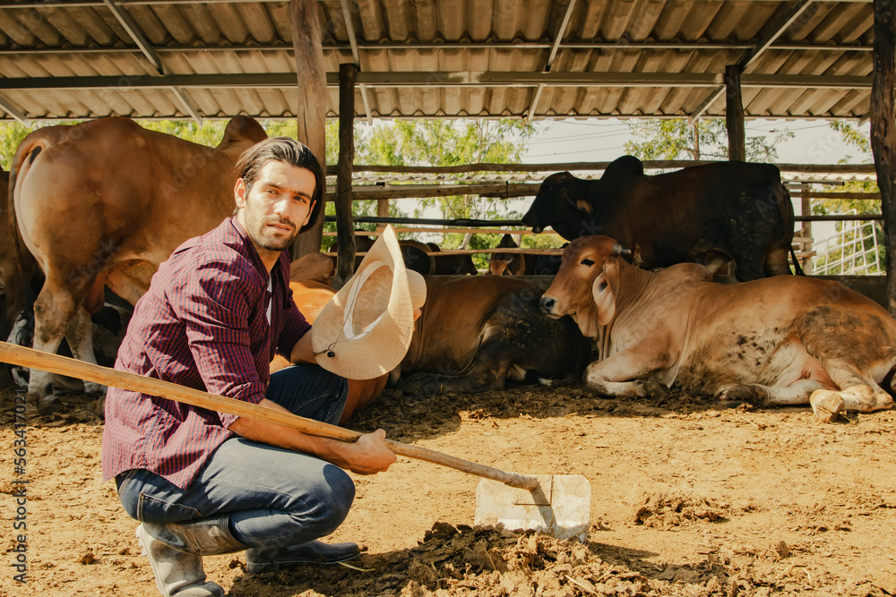 Focusing caucasian male worker cattle herder Brahman beef farm working outdoors using rake to ...
