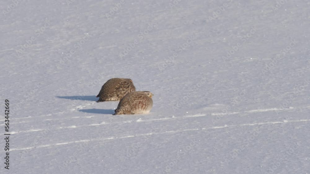 Grey partridge (Perdix perdix), also known as the gray-legged partridge ...