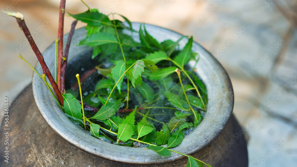 Green Neem leaves known as Azadirachta indica boiled in water on chulha ...