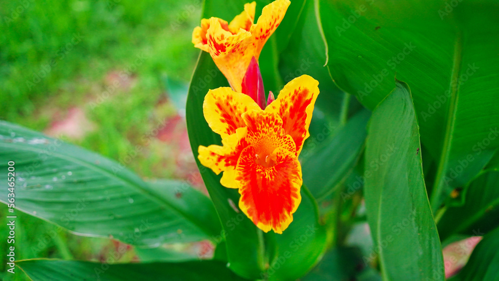 Foto de Keli known as Canna Lily or Laphoorit yellow flower blooming in ...