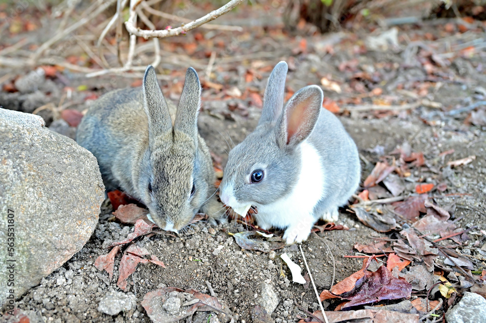 Cute wild rabbits at Okunoshima island in Takehara city, Hiroshima ...