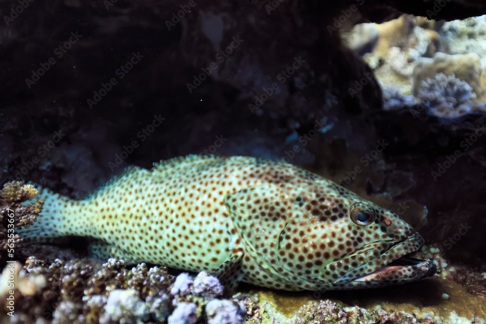 grouper underwater photo, fish diving nature wildlife foto de Stock ...