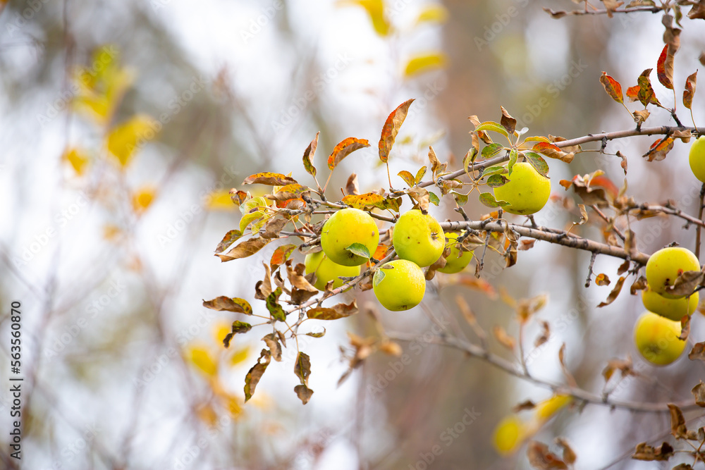 Harvest of apples on a plantation in the garden. Fruit trees with ...