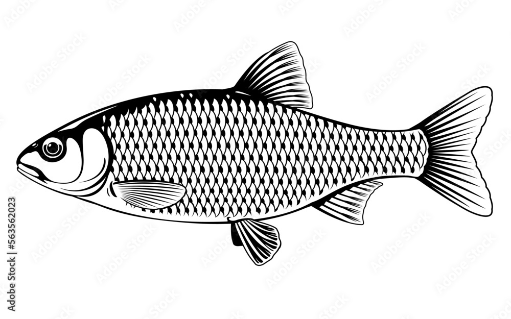 Realistic roach fish in black and white isolated illustration, one ...