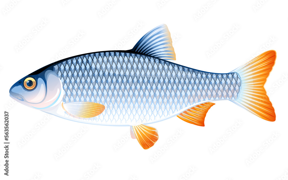 Realistic roach fish isolated illustration, one freshwater fish on side ...