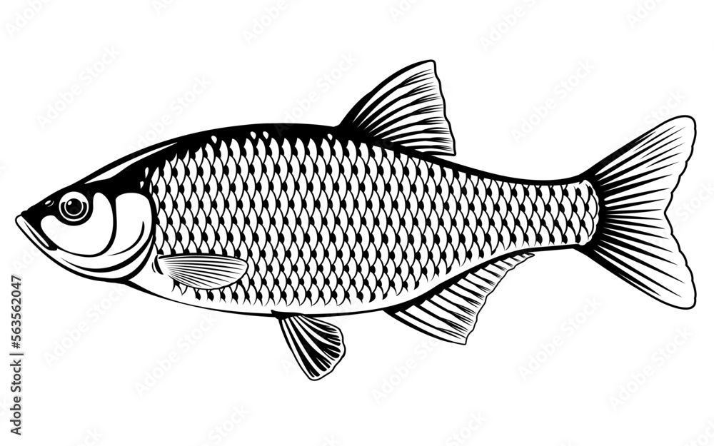 Realistic rudd fish in black and white isolated illustration, one ...