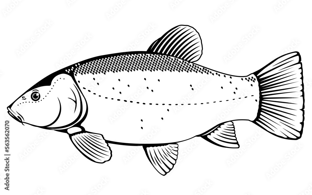Realistic tench fish in black and white isolated illustration, one ...