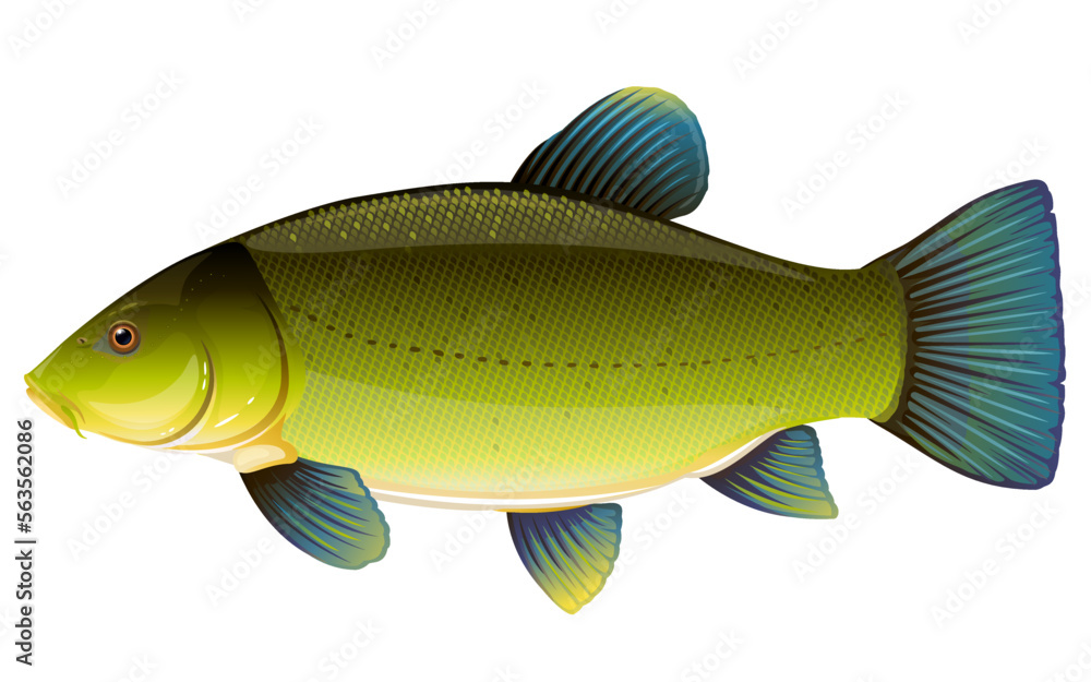 Poster Realistic tench fish isolated illustration, one freshwater fish ...
