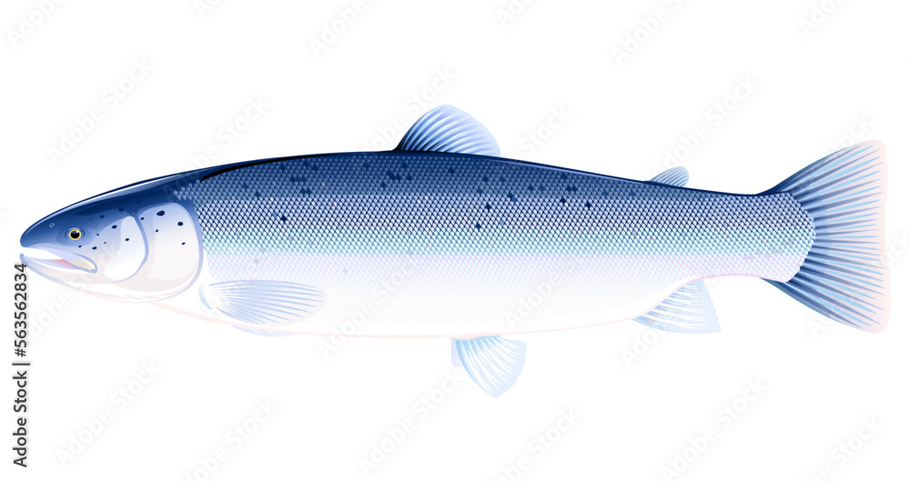 Realistic Atlantic salmon fish isolated illustration, one freshwater ...