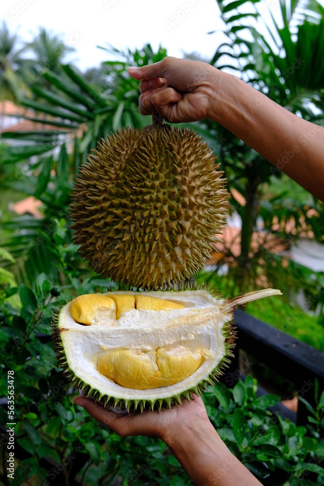 Indonesia Batam - Cut Durian revealing its pulp Stock Photo | Adobe Stock
