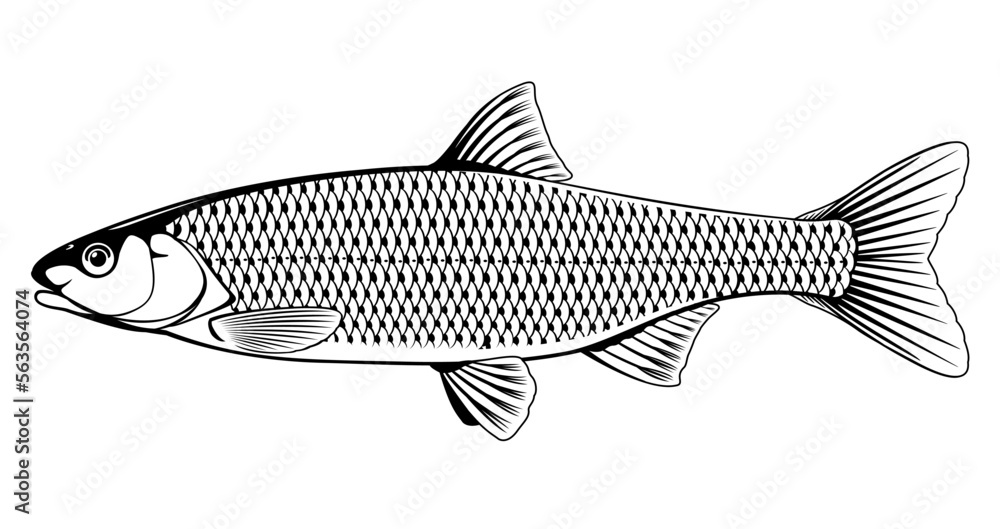 Realistic common dace fish in black and white isolated illustration ...