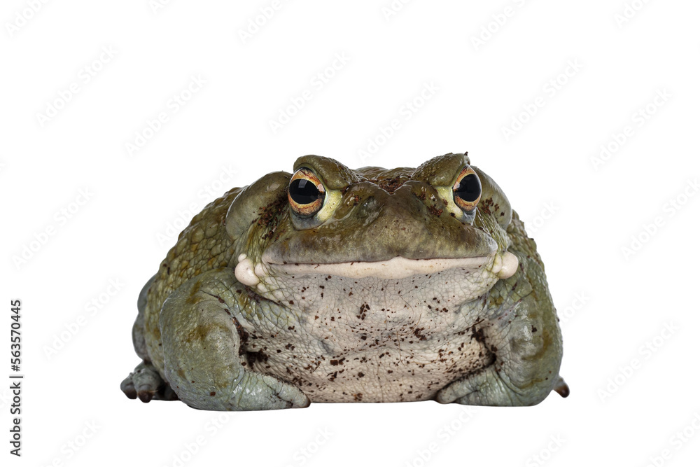 Bufo Alvarius aka Colorado River Toad, sitting facing front. Looking to ...