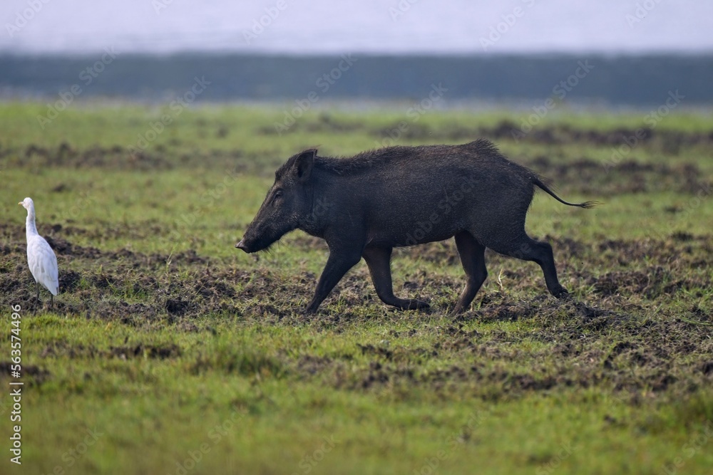 The Indian boar (Sus scrofa cristatus), also known as the Andamanese ...