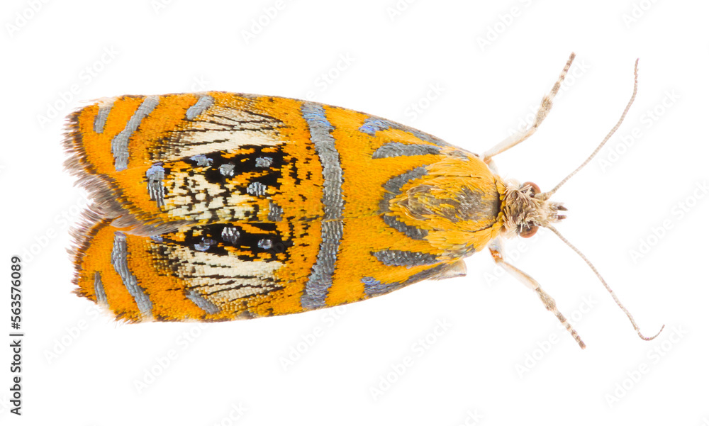 Olethreutes arcuella, the arched marble, is a colorful small moth ...