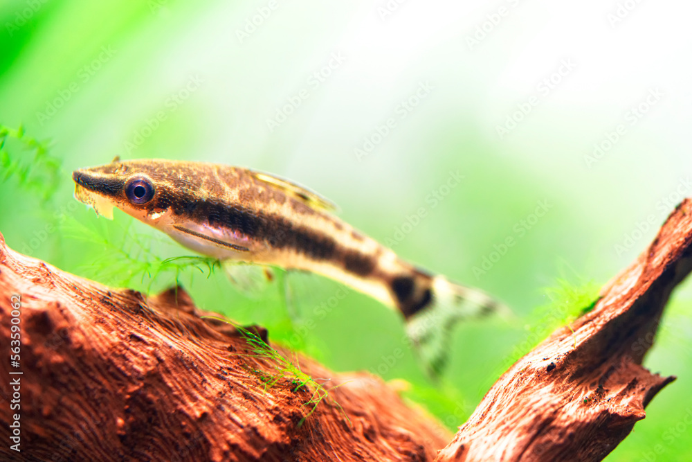 Otocinclus Affinis, Macrotocinclus affinis smallest known suckermouth ...