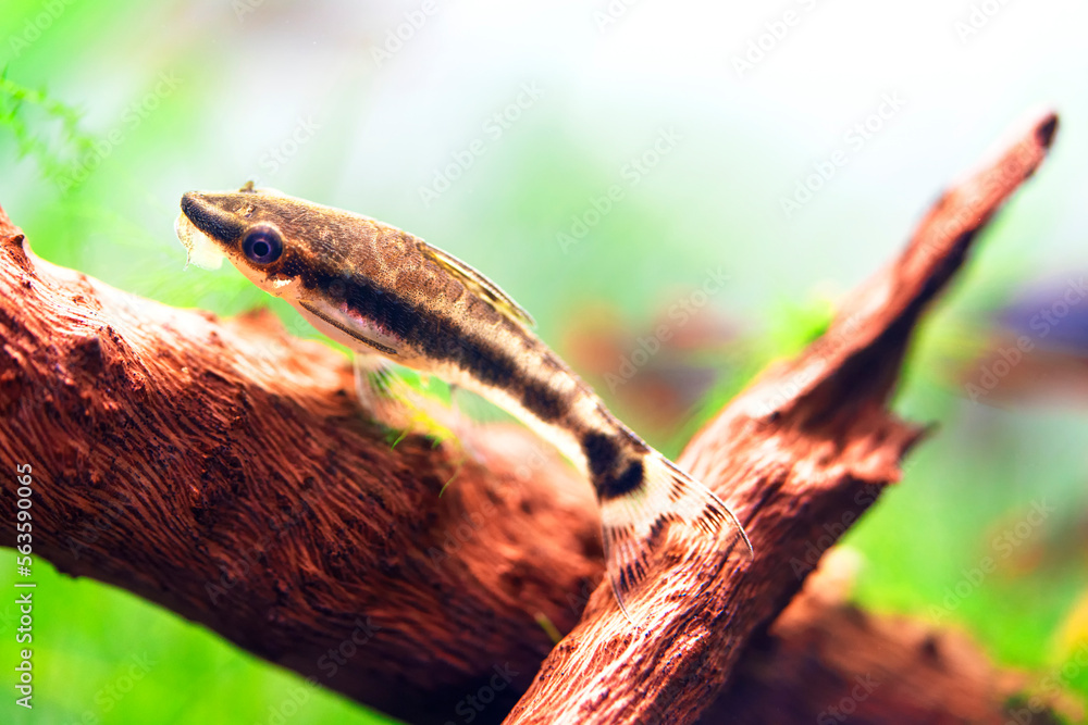 Otocinclus Affinis, Macrotocinclus affinis smallest known suckermouth ...