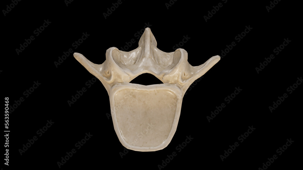 Superior view of Third Lumbar Vertebra (L3) Stock Illustration | Adobe ...