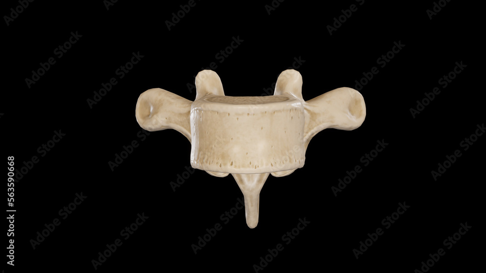 Anterior view of Fifth Thoracic Vertebra (T5) Stock Illustration ...