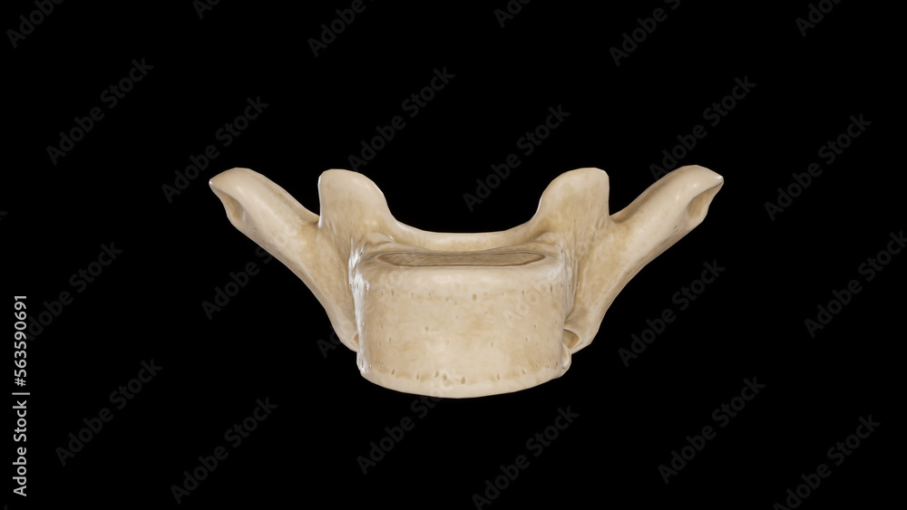 Anterior view of First Thoracic Vertebra (T1) Stock Illustration ...