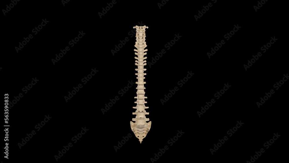 Anterior view of Vertebral Column Stock Illustration | Adobe Stock