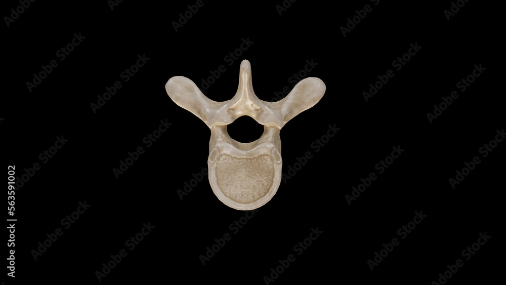 Inferior view of Fifth Thoracic Vertebra (T5) Stock Illustration ...
