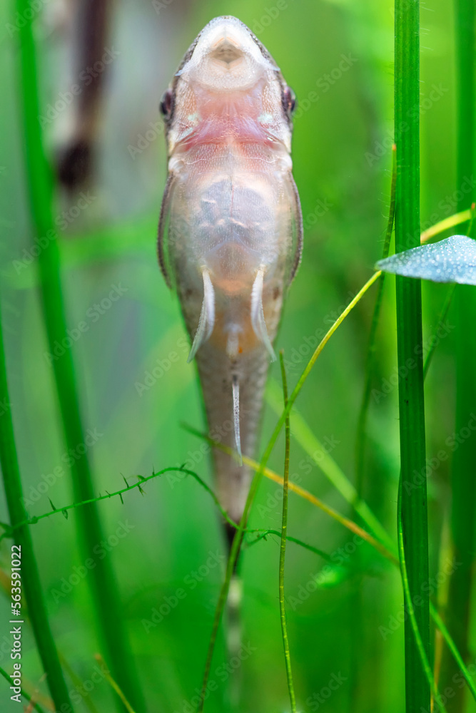 Otocinclus Affinis, Macrotocinclus affinis smallest known suckermouth ...