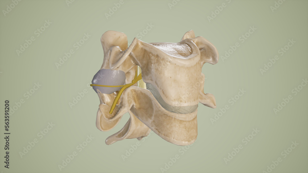 Intervertebral Foramen Nerve Clinical anatomy and significance of the ...