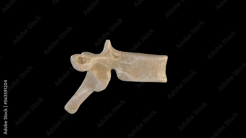 Lateral view of Eighth Thoracic Vertebra (T8) Stock Illustration ...