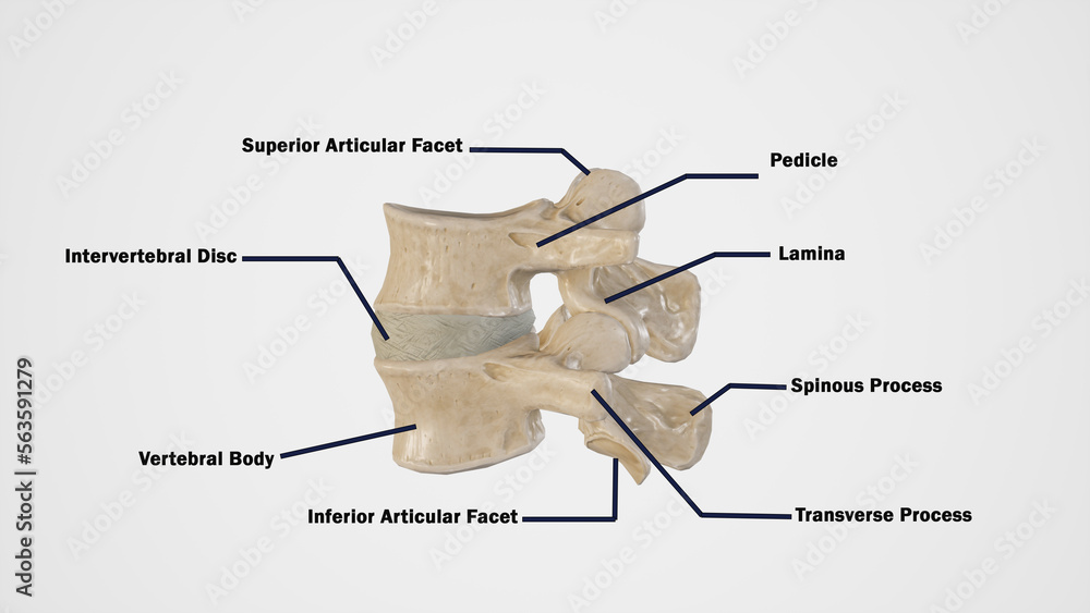 Lateral View of Third and Fourth Lumbar Vertebrae-Labelled Stock ...