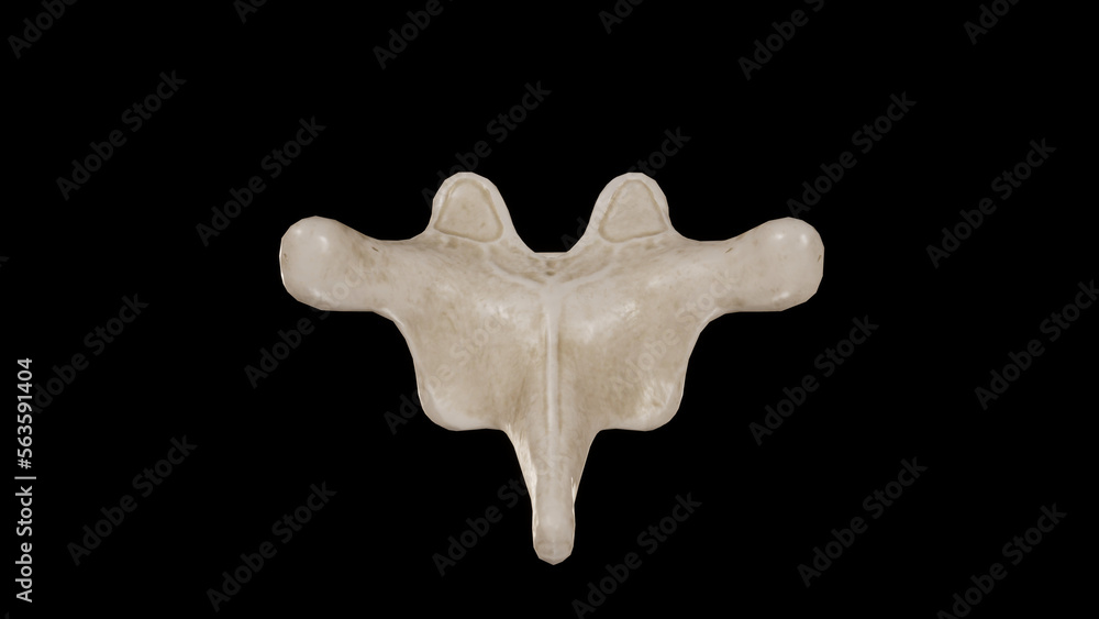 Posterior view of Eighth Thoracic Vertebra (T8) Stock Illustration ...