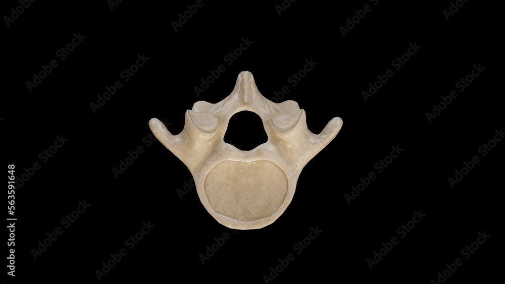 Superior view of Fifth Lumbar Vertebra (L5) Stock Illustration | Adobe ...