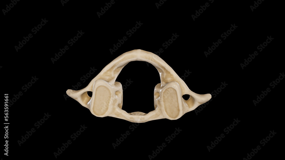 Superior view of First Cervical Vertebra (Atlas) Stock Illustration ...