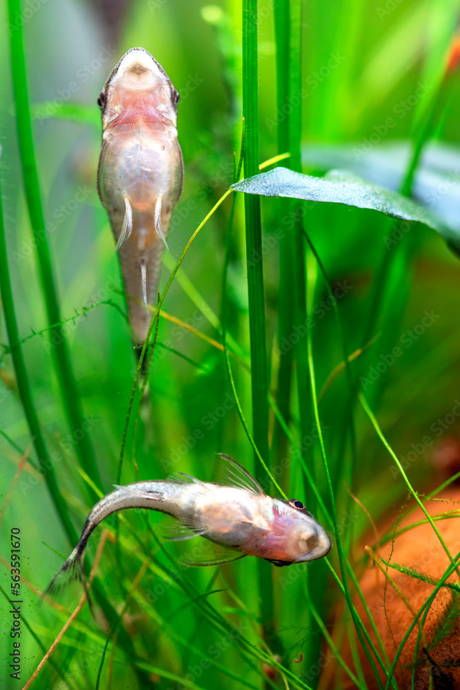 Otocinclus Male Or Female