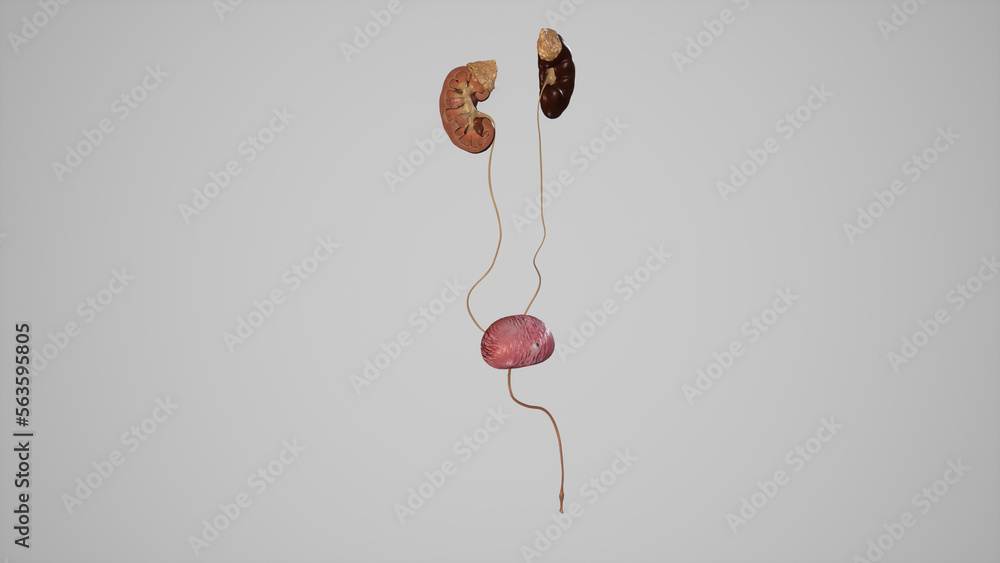 Anatomy of human urinary system,3D rendering Stock Illustration | Adobe ...