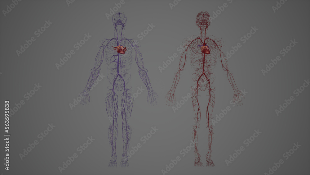 Human Venous and Arterial Cardiovascular System Stock Illustration ...