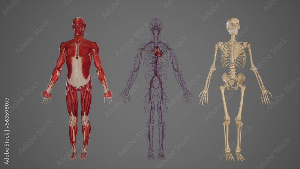 Anterior View of Skeletal, Muscular, and Circulatory Systems Stock ...