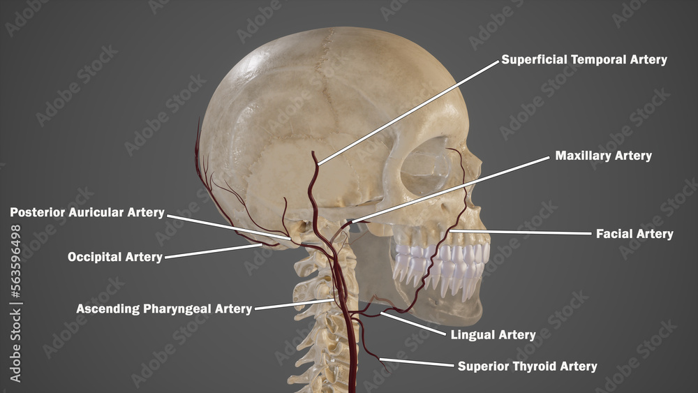 External Carotid Artery and Its branches Stock Illustration | Adobe Stock