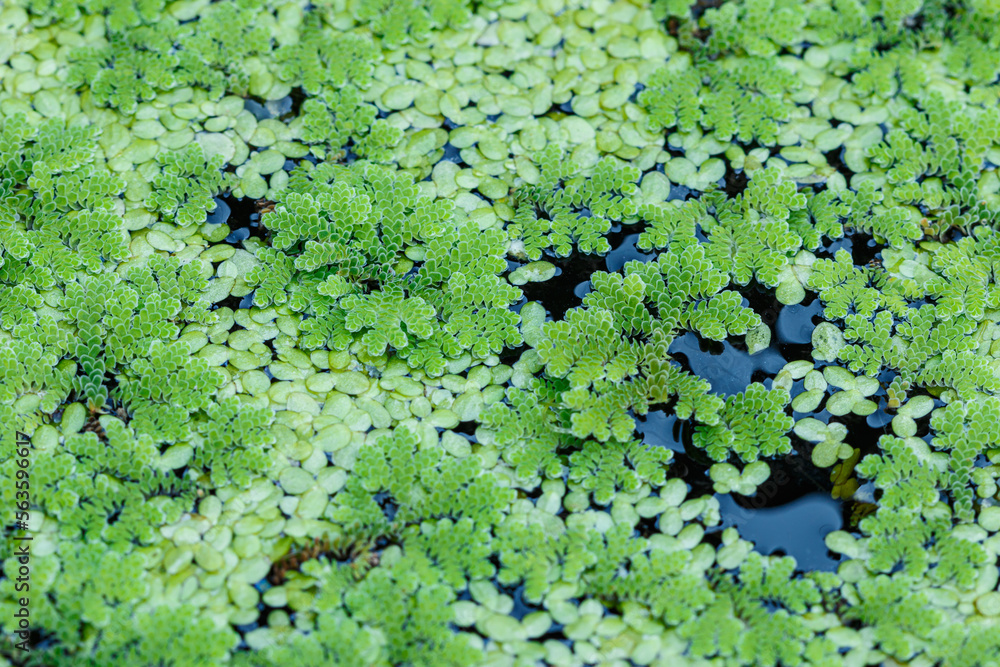 Growing Green Azolla microphylla Used an ingredient in animal feed or ...