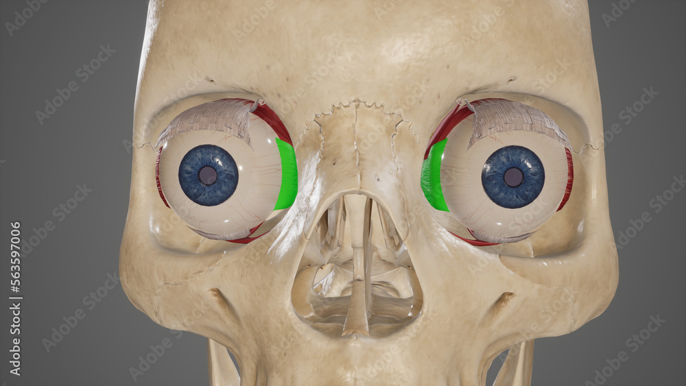 Medical Illustration of Medial Rectus Muscle Stock Illustration | Adobe ...