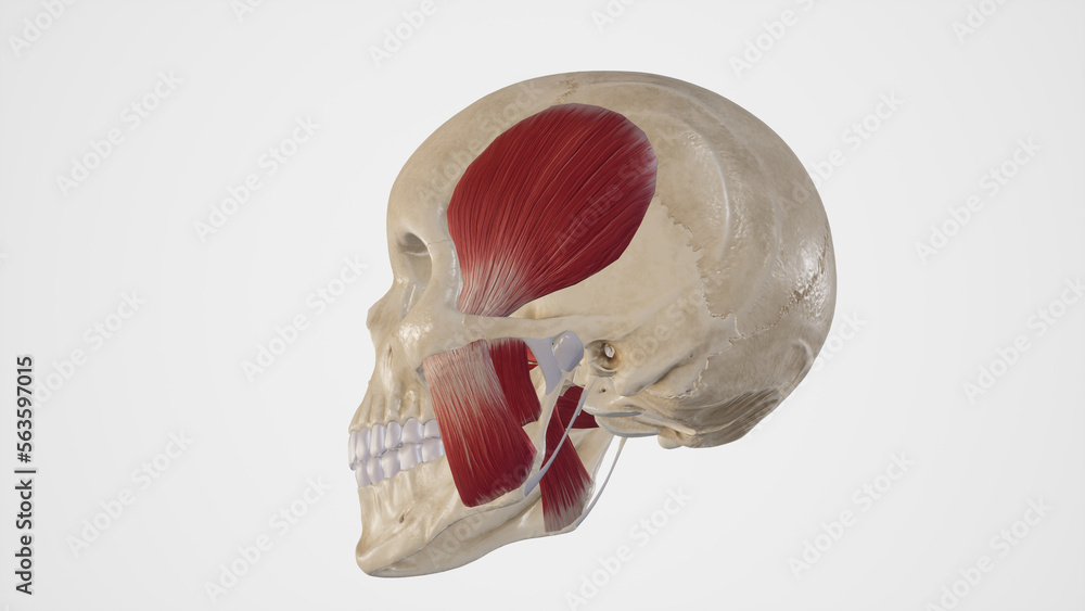 Medical Illustration of Muscles of Mastication Stock Illustration ...