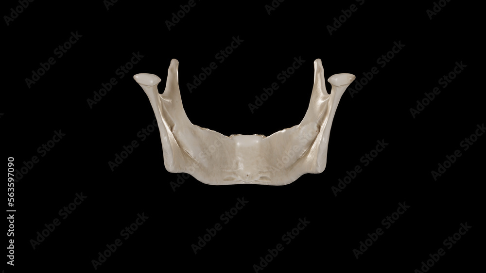 Posterior view of Mandible.3d rendering Stock Illustration | Adobe Stock