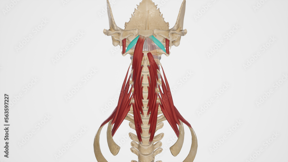 medical accurate illustration of Rectus Capitis Anterior Stock ...