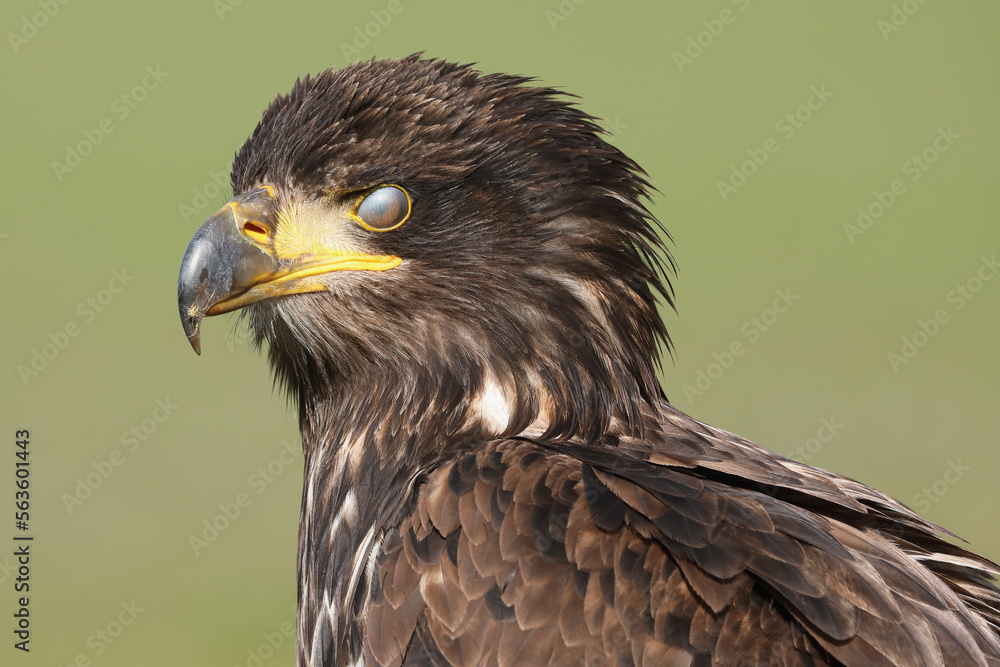 Foto de A portrait of a adolescent Bald Eagle with its translucent ...
