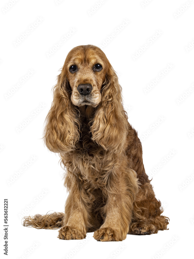 Handsome brown senior Cocker Spaniel dog, sitting up facing front ...