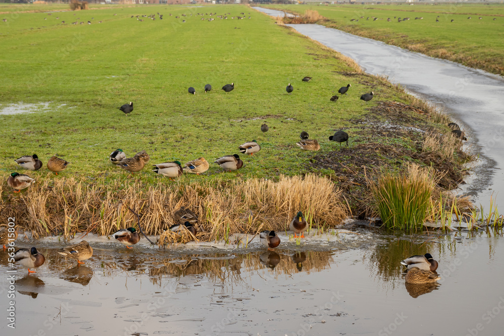 Typical Dutch flat Netherlands ducks in field surrounded by canal water ...