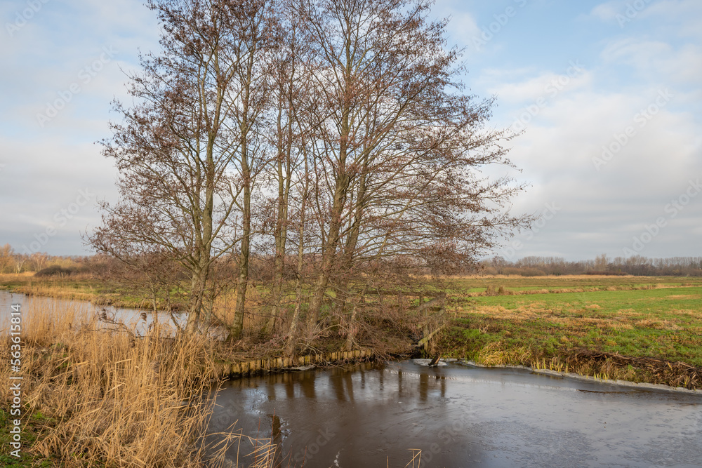 Netherlands use trees to strengthen dam separating canal water as part ...